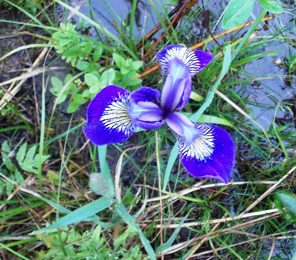 Wild Blue Flag Iris | Project Noah