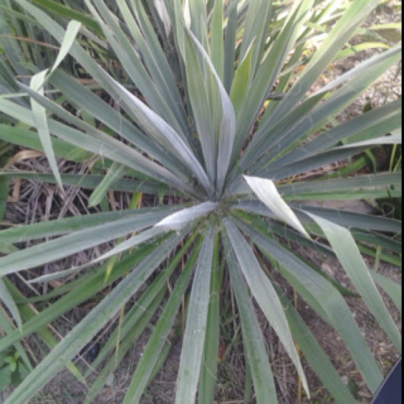 Yucca | Project Noah