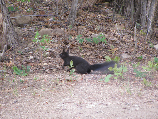 Abert's Squirrel | Project Noah