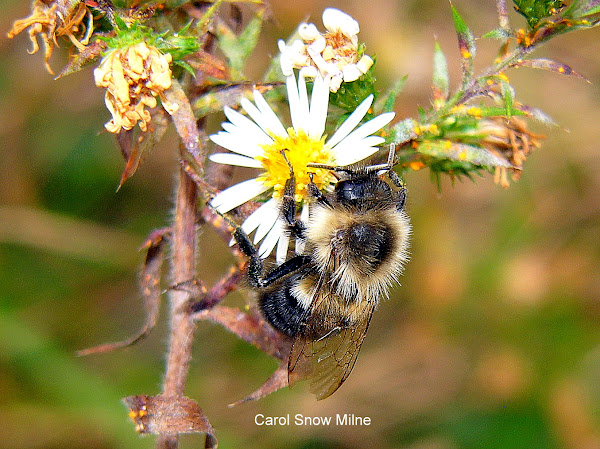 Common Eastern Bumblebee | Project Noah