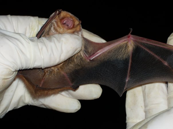 eastern red bat | Project Noah