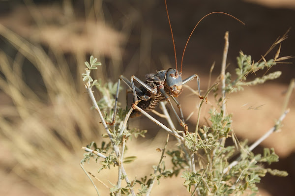 Armoured ground-cricket | Project Noah