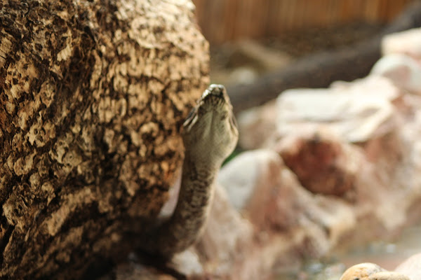 Argentine boa | Project Noah