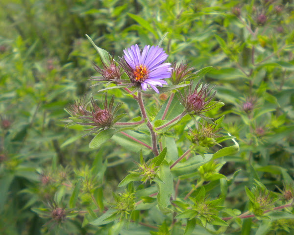 New England Aster | Project Noah