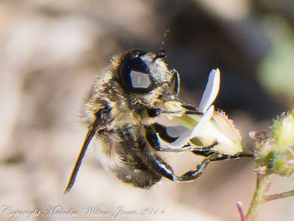 Hover Fly | Project Noah