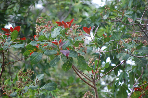 Wild Cashew Tree blooms | Project Noah