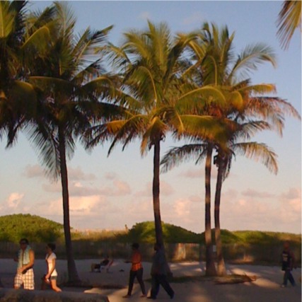 Palm Trees | Project Noah