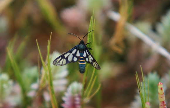 Amata sp | Project Noah