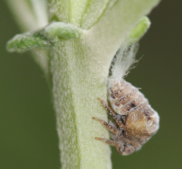 ?larval insect | Project Noah