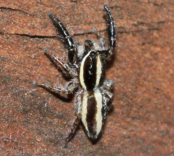 Pantropical jumping spider | Project Noah