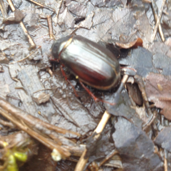 June Bug | Project Noah