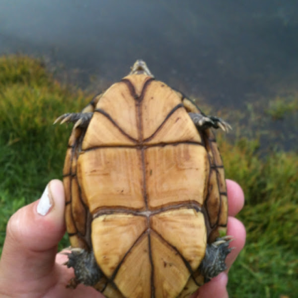 Striped mud turtle | Project Noah