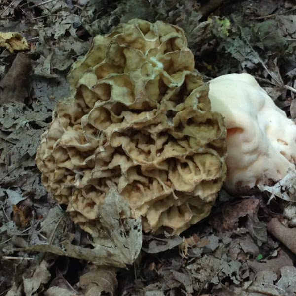 The Morel | Project Noah