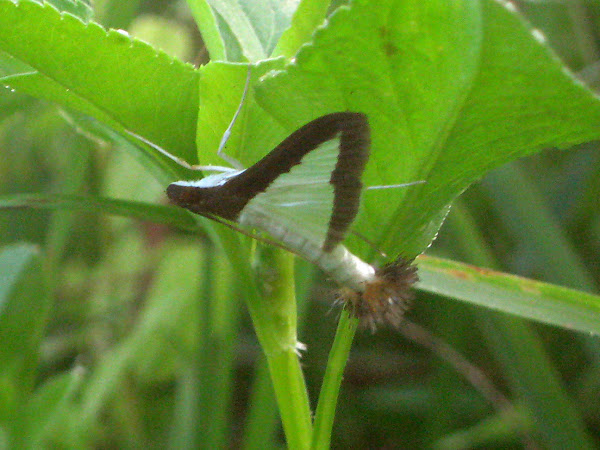 Melonworm Moth | Project Noah