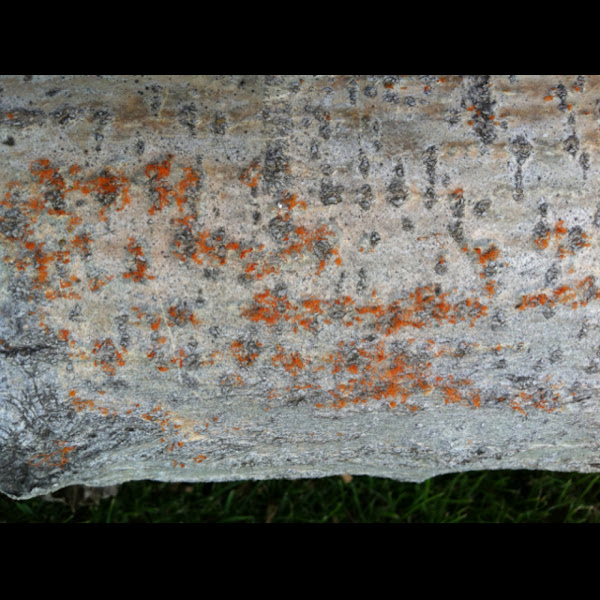 Spotting | Project Noah