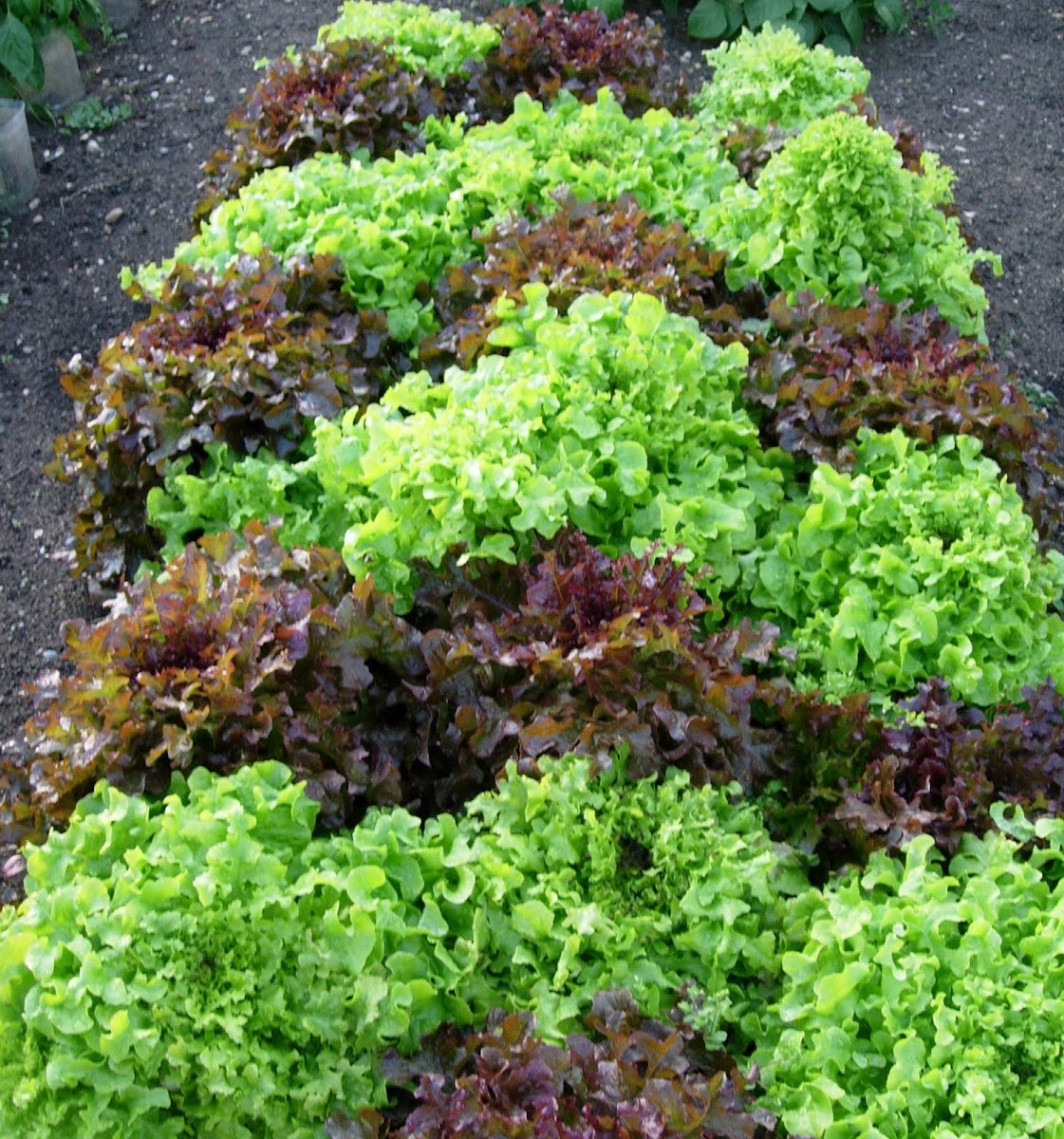 Lechuga. Lettuce | Project Noah