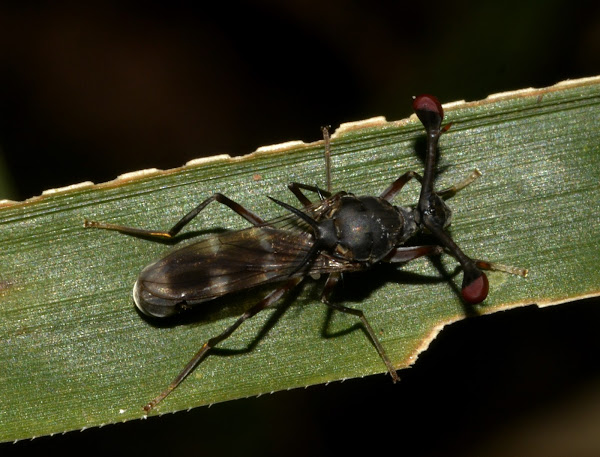 Stalk-eyed Fly | Project Noah