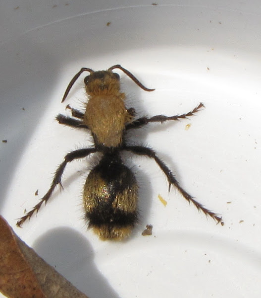 Cow Killer (female) | Project Noah