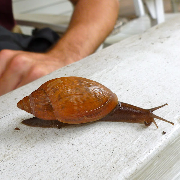 Rosy wolfsnail | Project Noah