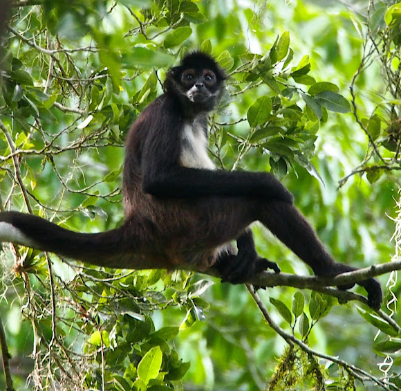 Geoffroy's Spider Monkey | Project Noah
