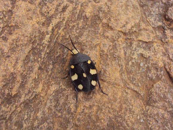 Indian domino cockroach | Project Noah