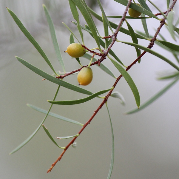 Yellow-berry Bush | Project Noah