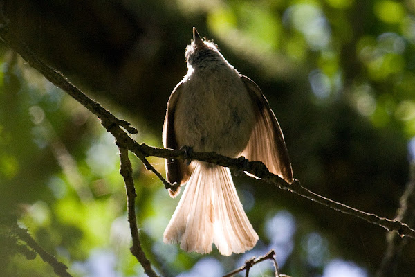 Oak Titmouse | Project Noah