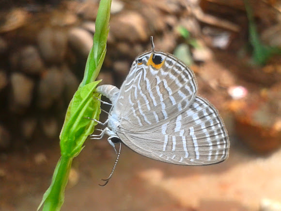 Common Cerulean | Project Noah