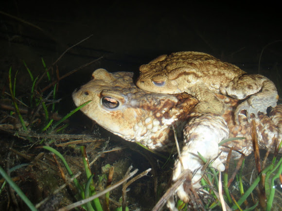 Common toad | Project Noah