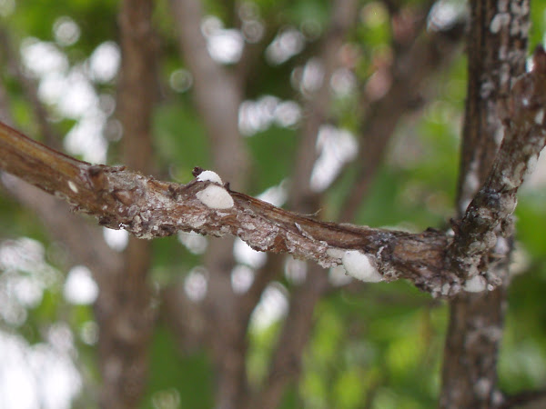 Scale or Mealybug | Project Noah