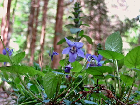 Wood violet/Dišeča vijolica | Project Noah