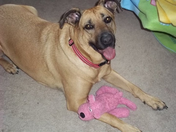 Great Dane/German Shepherd/Golden Lab/Rhodesian Ridgeback mix | Project ...