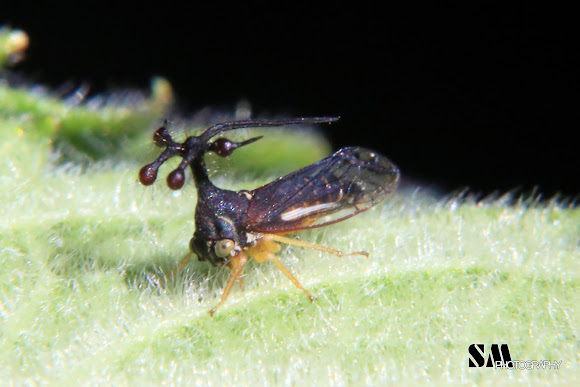 Bocydium treehopper | Project Noah