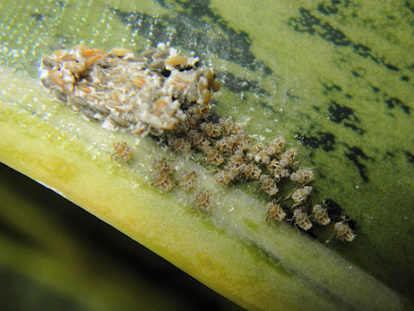 planthopper nymphs & eggs | Project Noah