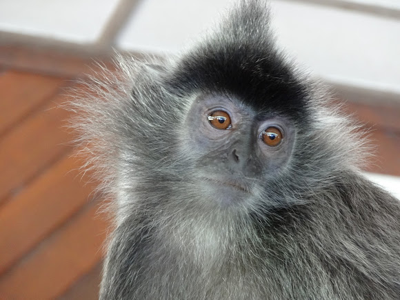 Silvery Lutung | Project Noah