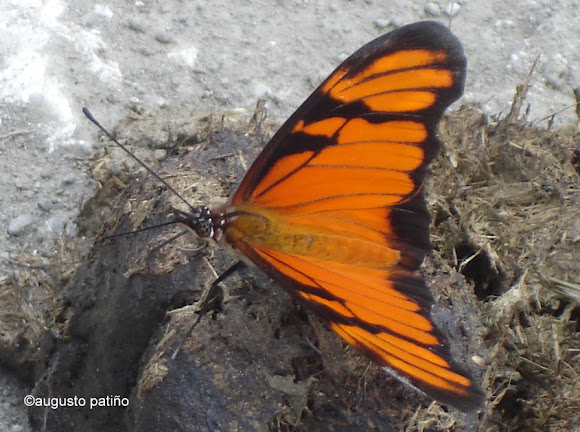 Juno longwing | Project Noah