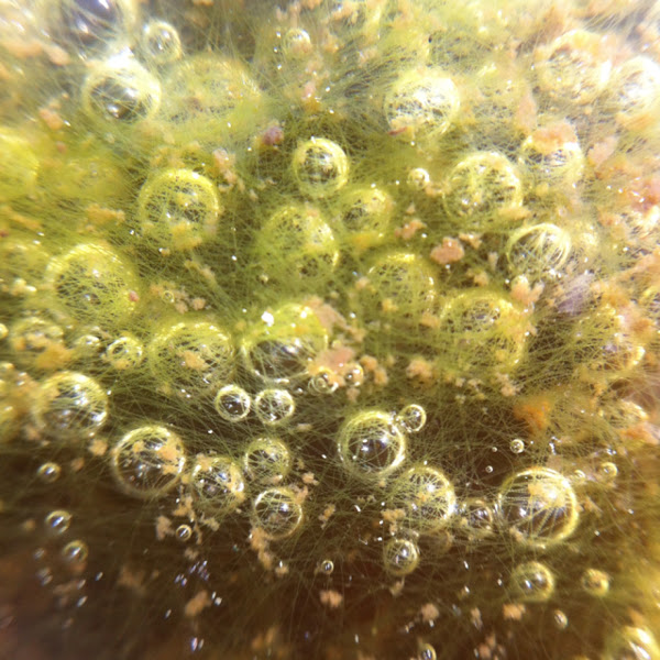 filamentous green algae | Project Noah