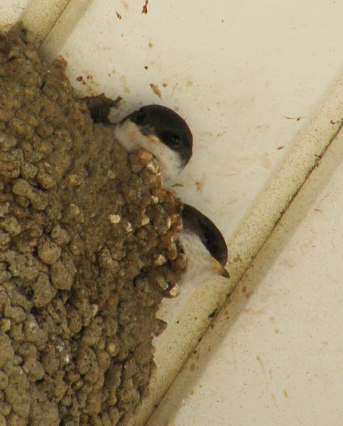 Common house martin (babies) | Project Noah