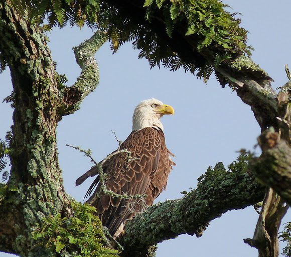 Bald Eagle | Project Noah