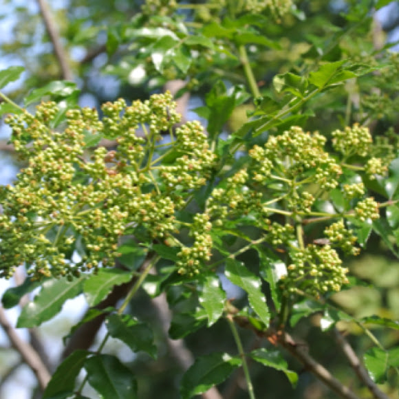 Hercules Club | Project Noah