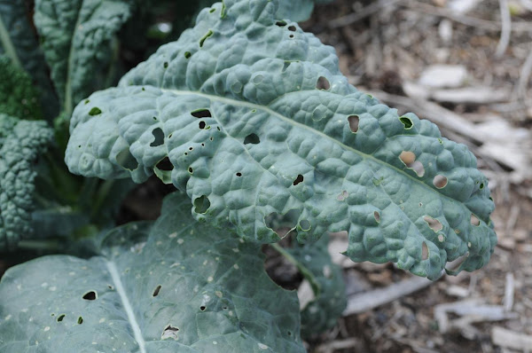 Cabbage looper moth (larva) | Project Noah