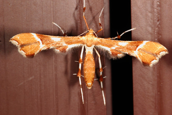 Rose Plume Moth | Project Noah