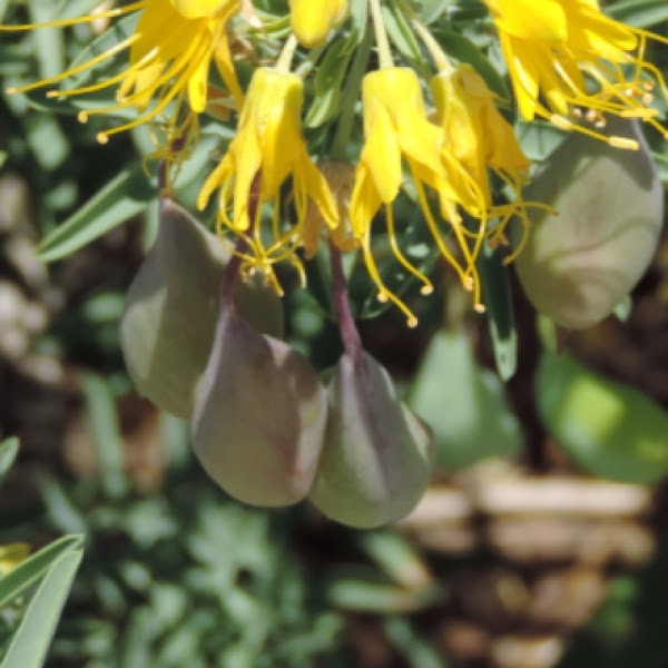 bladderpod, burrofat, and California cleome | Project Noah