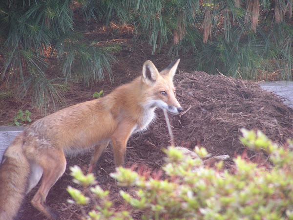 Red Fox | Project Noah