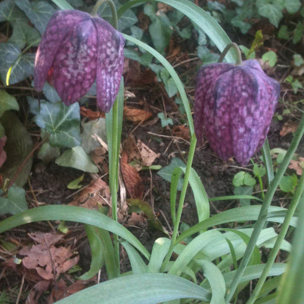 Snakehead Frotillery | Project Noah