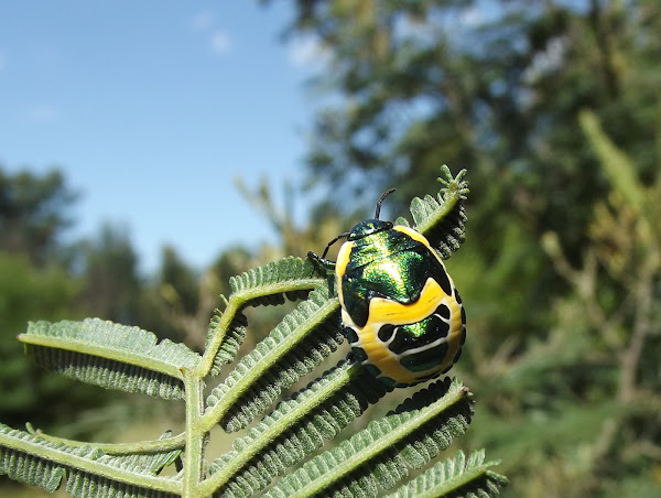 Metallic shield backed bug | Project Noah