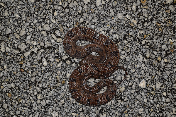 Brown Water Snake | Project Noah