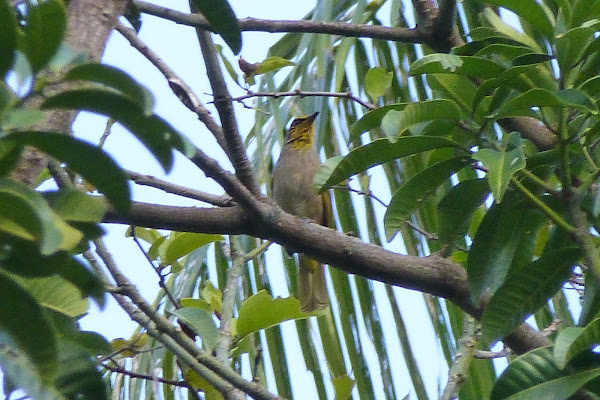 Stripe-throated Bulbul | Project Noah