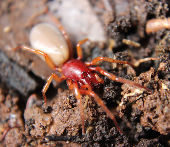Woodlouse Spider | Project Noah