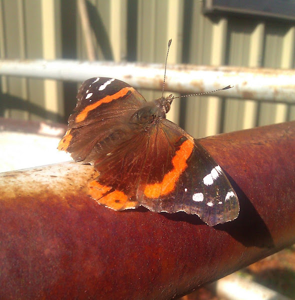 Red Admiral | Project Noah